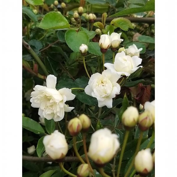 Rosa banksiae Alba Plena - Rosier de Banks - Liane vigoureuse blanche