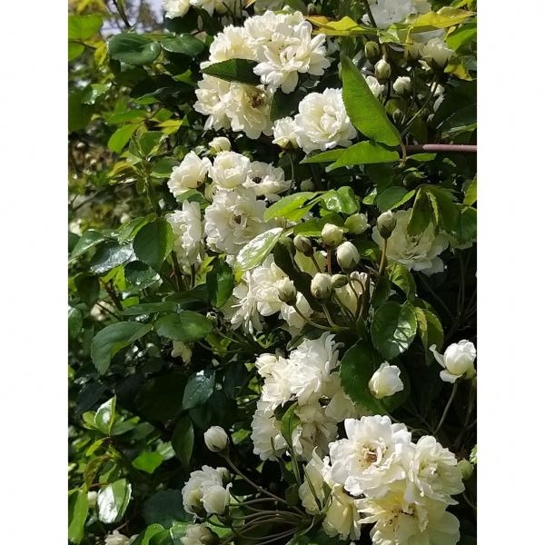 Rosa banksiae Alba Plena - Rosier de Banks - Liane vigoureuse blanche