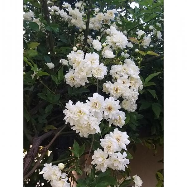 Rosa banksiae Alba Plena - Rosier de Banks - Liane vigoureuse blanche