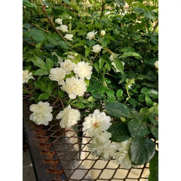 Rosa banksiae Alba Plena - Rosier de Banks - Liane vigoureuse blanche