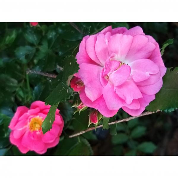 Rosier Decorosier EMERA