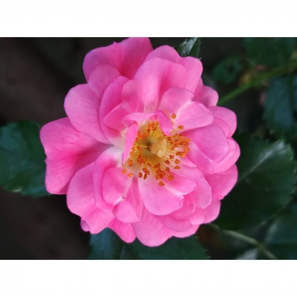 Rosier Decorosier EMERA