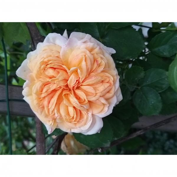 Rosa Alchymist - Rosier grimpant