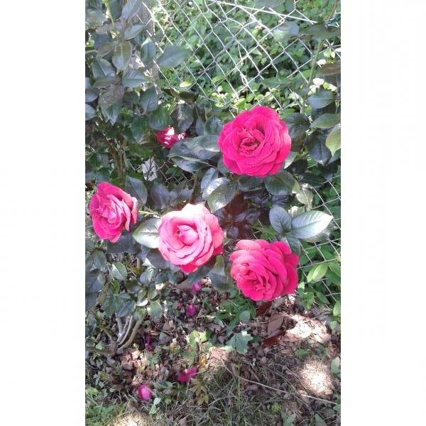 Rosier Le Grand Huit Adabaring - Grimpant, remontant, à grandes fleurs ...