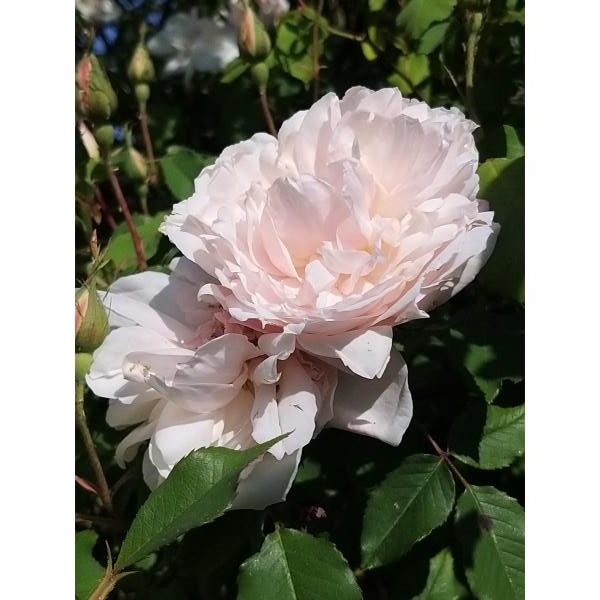 Rosa Madame Alfred Carrière - Rosier grimpant ancien, parfumé ...