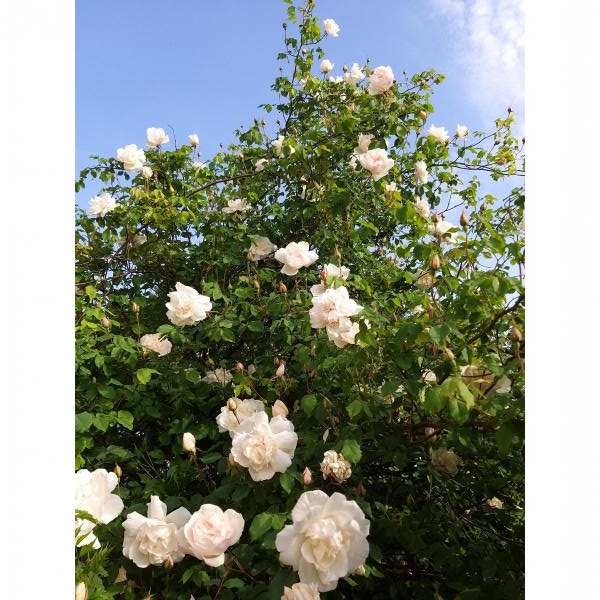Rosa Madame Alfred Carrière - Rosier grimpant ancien, parfumé ...