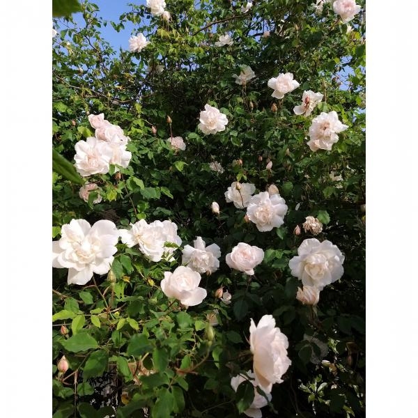 Rosa Madame Alfred Carrière - Rosier grimpant ancien, parfumé ...