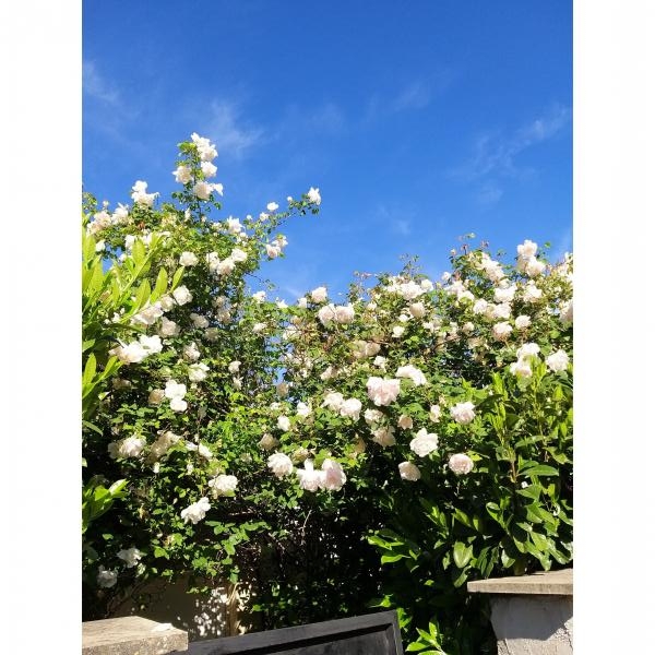 Rosa Madame Alfred Carrière - Rosier grimpant ancien, parfumé ...