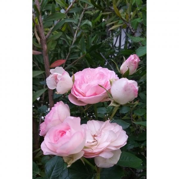 Rosa Mini Eden Rose - Rosier arbustif ou petit grimpant, une version ...
