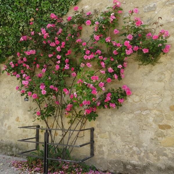 Rosa Zéphirine Drouin - un rosier grimpant très parfumé, rose vif et ...