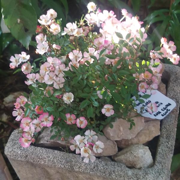 Rosier Cutie Pie - Rosier miniature aux fleurs simples roses à centre blanc