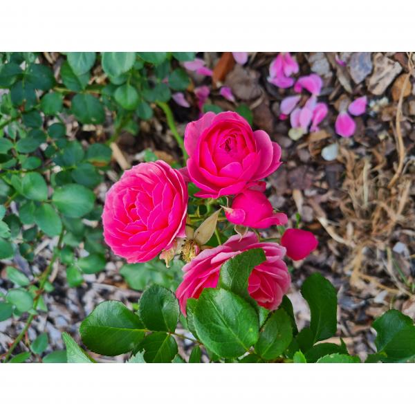 Rosa polyantha Charmant - Rosier miniature, très sain, aux bouquets de ...