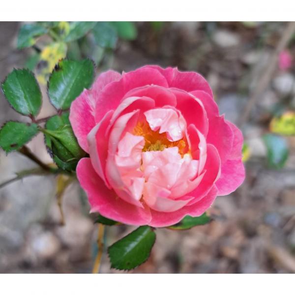 Rosa polyantha Charmant - Rosier miniature, très sain, aux bouquets de ...