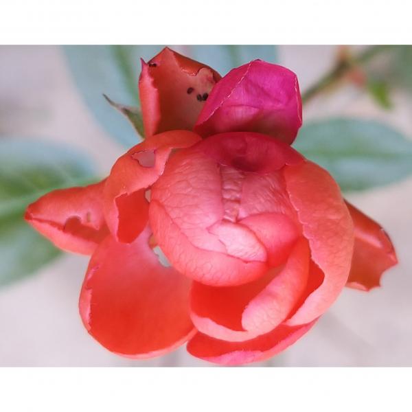Rosa Fête des Pères - Rosier miniature de type Koster à fleurs groupées ...