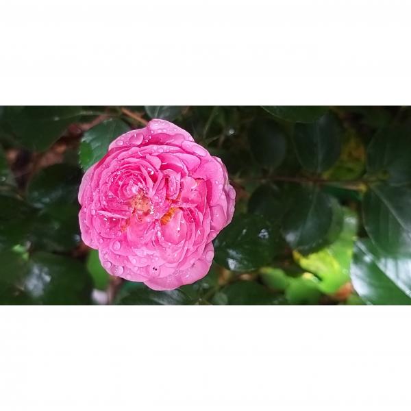 Rosa Les Quatre Saisons Meifafio - Rosier paysager aux fleurs rose vif ...