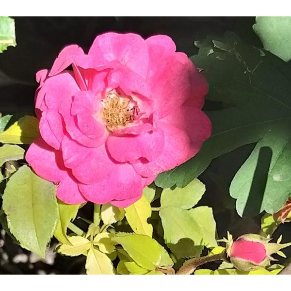 Rosa Rekord Pink Emely Korselary - Buisson à fleurs semi-doubles rose ...