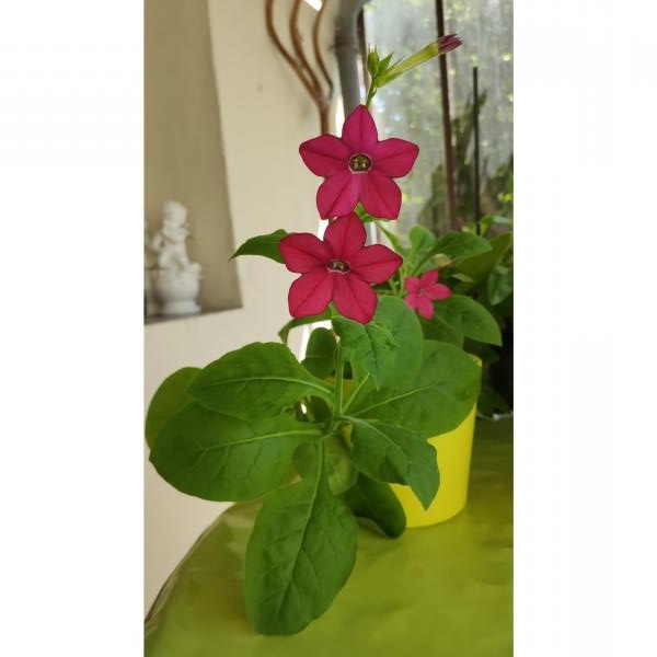 Nicotiana Perfume Red - tabac d'ornement.