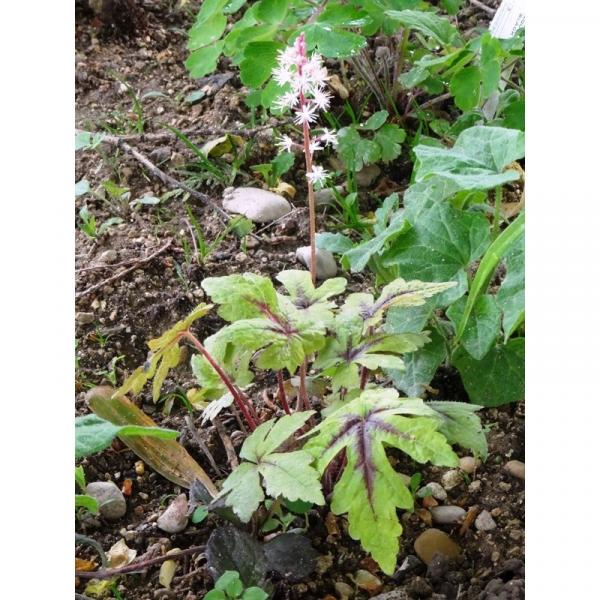 Tiarella Morning Star - Une vivace d'ombre à épis de fleurs étoilées ...