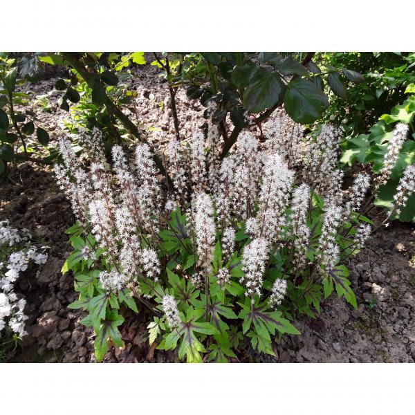 Tiarella Morning Star - Une vivace d'ombre à épis de fleurs étoilées ...