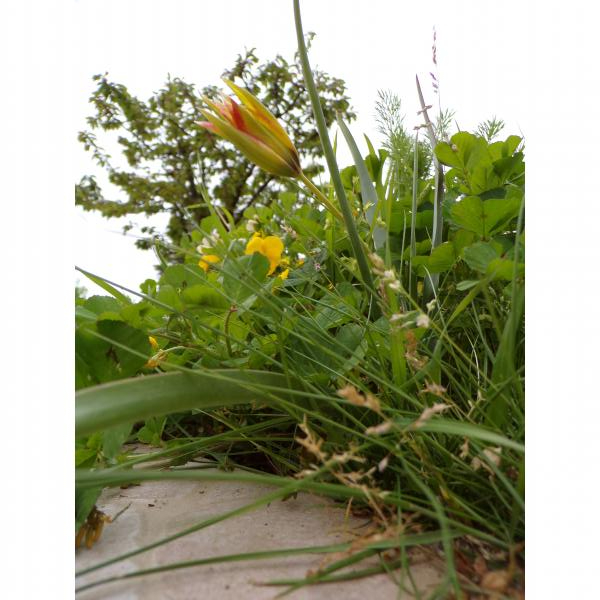 Tulipa orphanidea Flava - Bulbe - Tulipe botanique à fleurs jaunes et ...