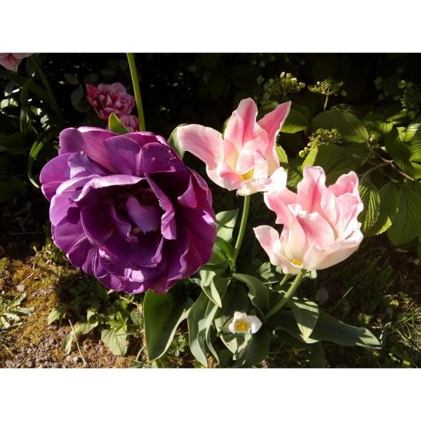 Tulipe double tardive Lilac Perfection - Bulbe - Des fleurs violet ...