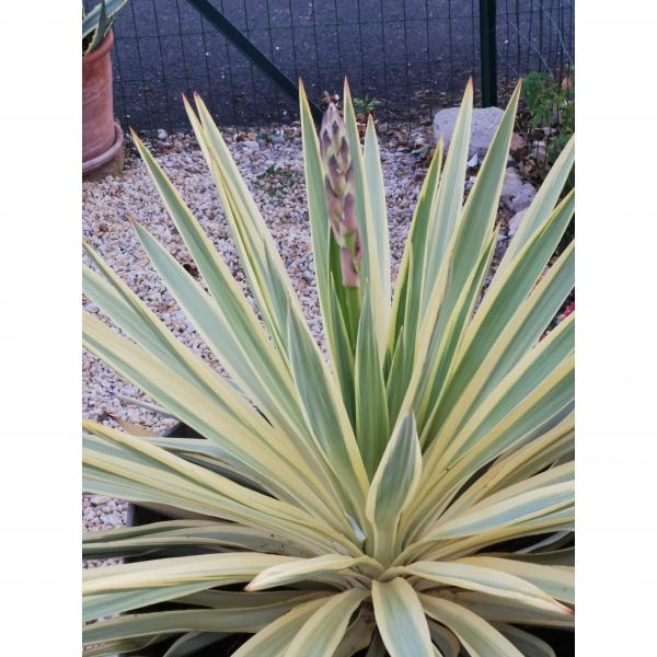 Yucca recurvifolia Bright Star - Petit Yucca à feuilles non piquantes