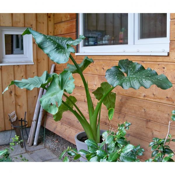 Zantedeschia aethiopica Himalaya - Arum d'Ethiopie géant à feuillage ...