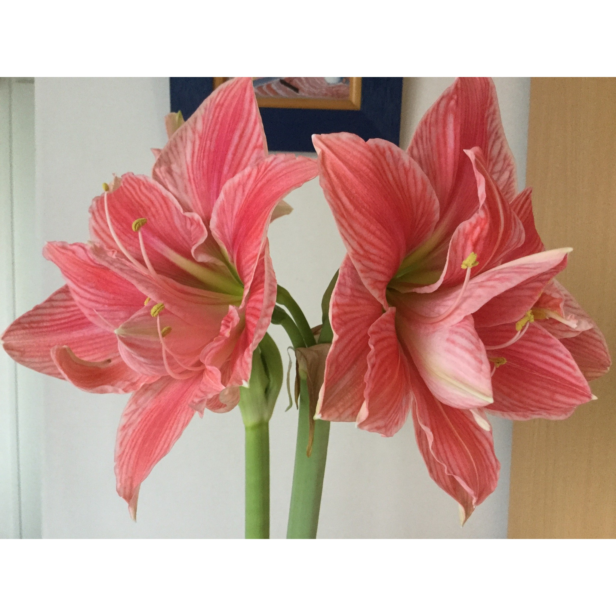Amaryllis Sweet Nymph - Hippeastrum - Fleurs doubles roses veiné de rouge.