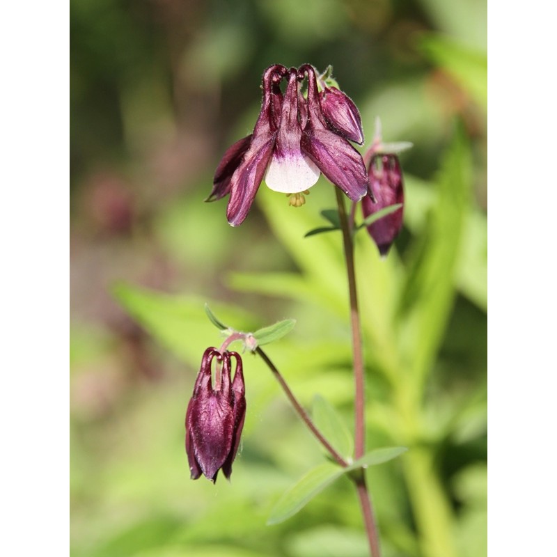Ancolie William Guiness - Aquilegia vulgaris - Ancolie des jardins ...