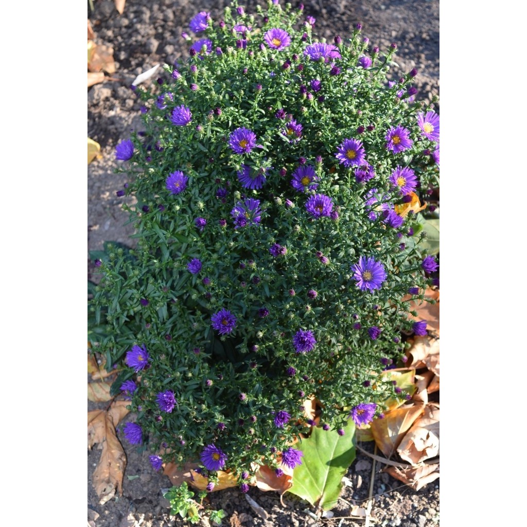 Aster dumosus Samoa - Aster nain à fleurs violettes