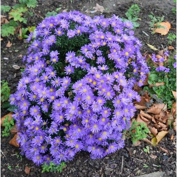 Aster dumosus Samoa - Aster nain à fleurs violettes