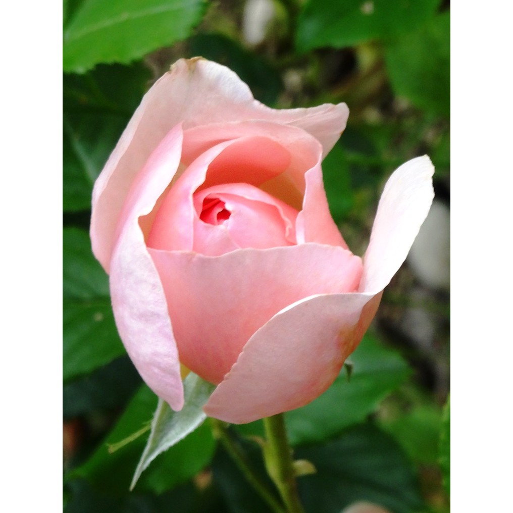 Rosier David Austin Heritage Ausblush - Arbustif, à fleurs roses en ...