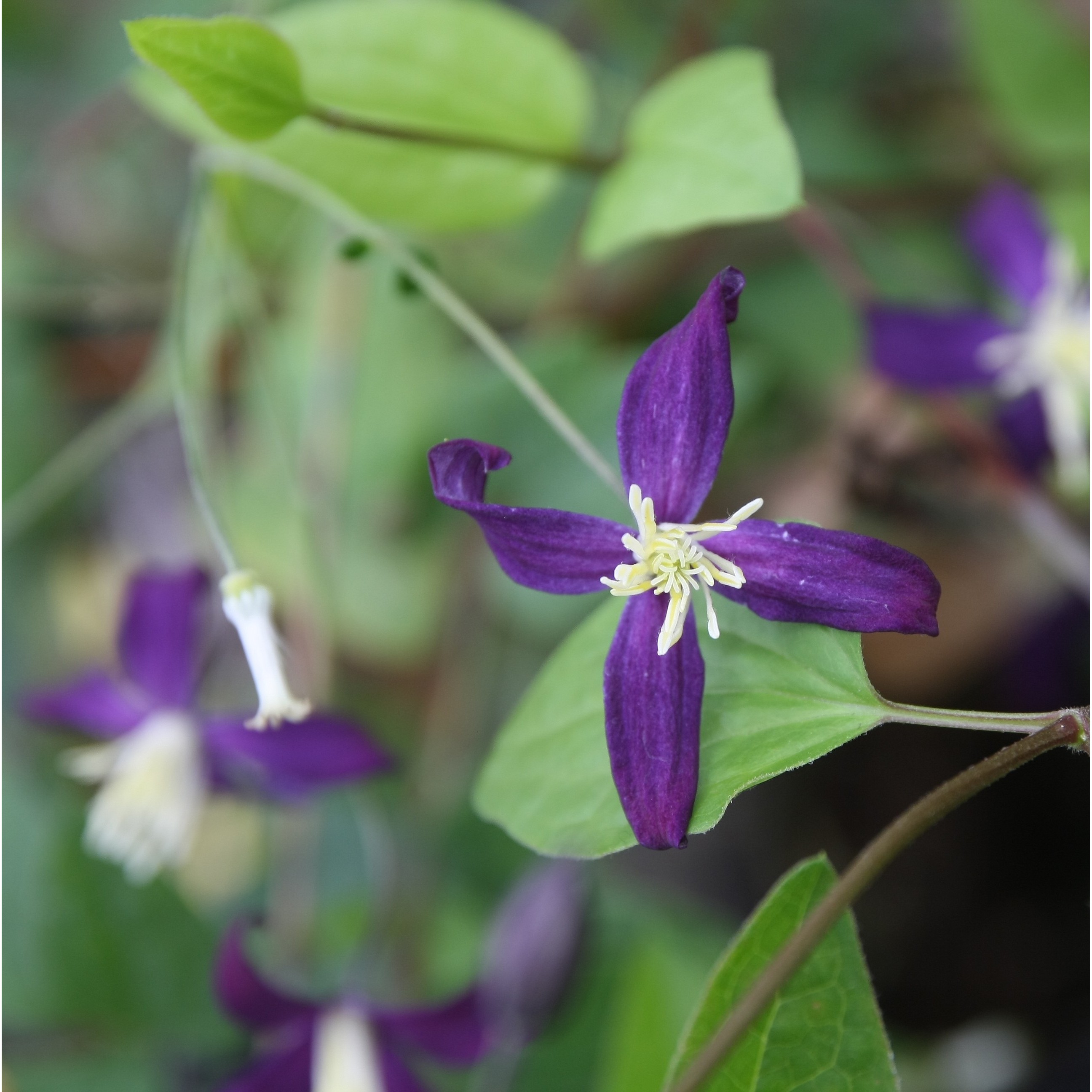Clématite Aromatica, Clematis flammula à fleurs étoilées bleu violet