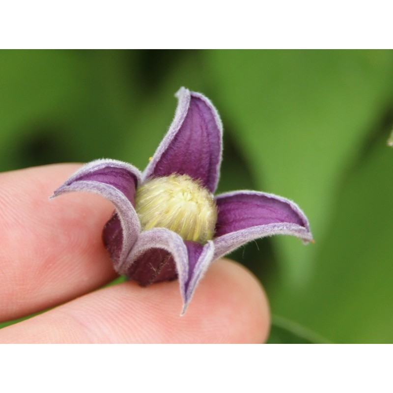 Clématite Fascination – Clematis integrifolia aux clochettes violettes