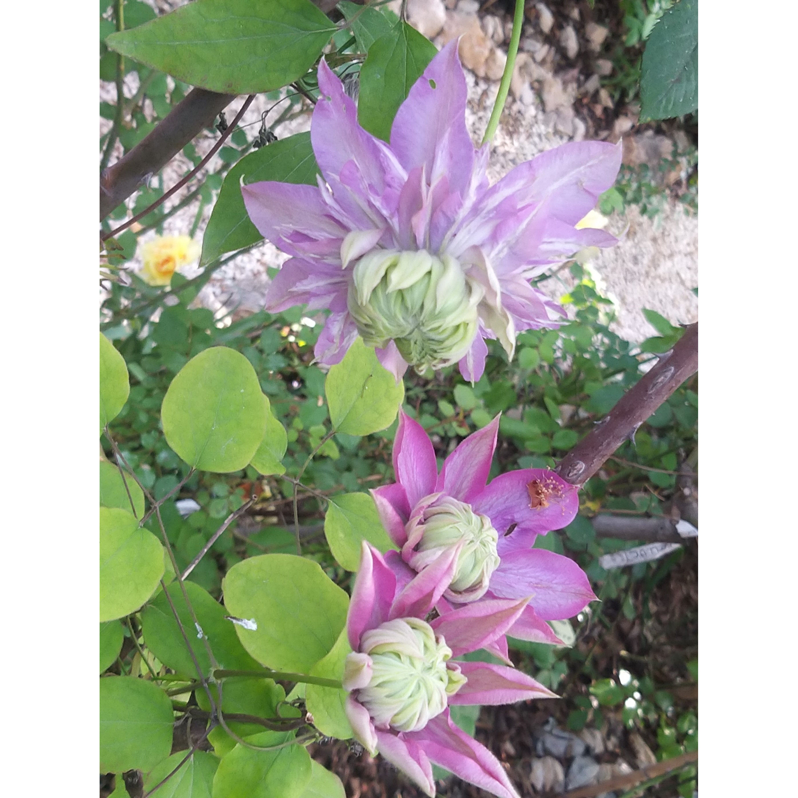 Clématite Kaiser (Empereur) - Clematis aux grandes fleurs rose vif