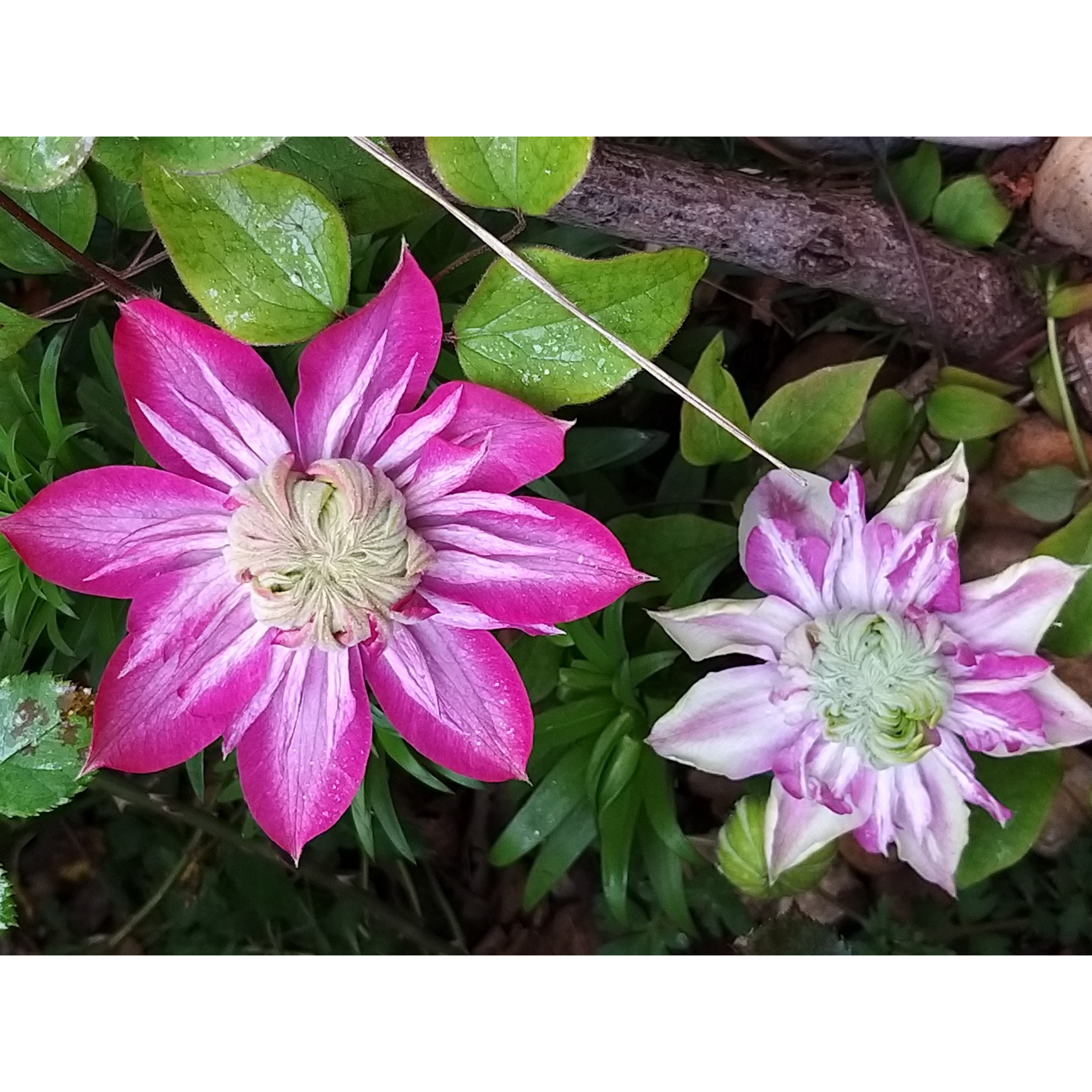 Clématite Kaiser (Empereur) - Clematis aux grandes fleurs rose vif