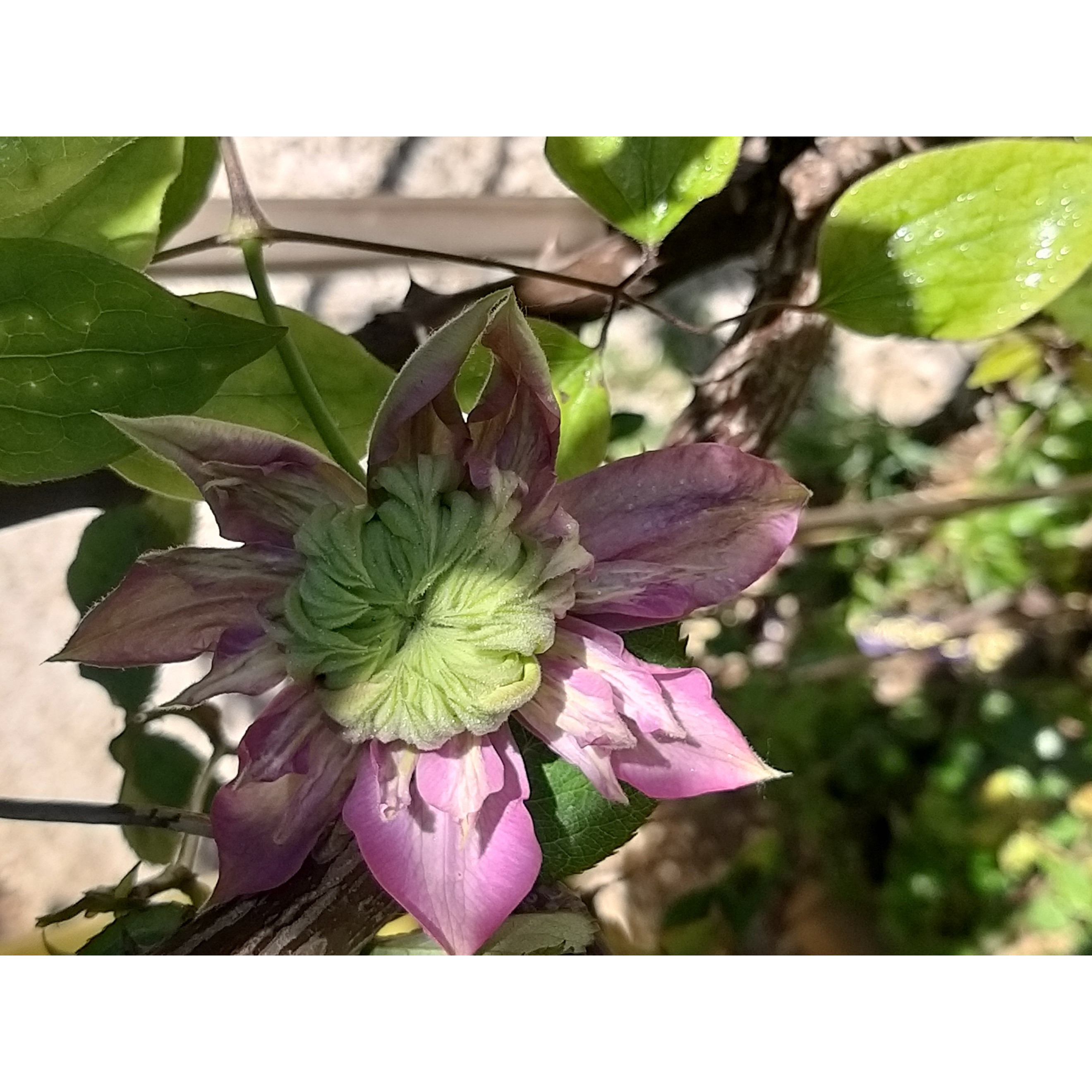 Clématite Kaiser (Empereur) - Clematis aux grandes fleurs rose vif