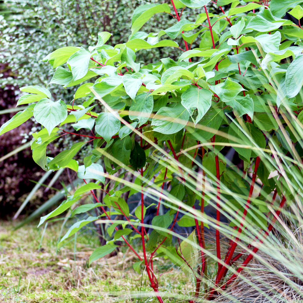 Cornus alba Baton Rouge® - Cornouiller blanc à rameaux rouge vif en hiver