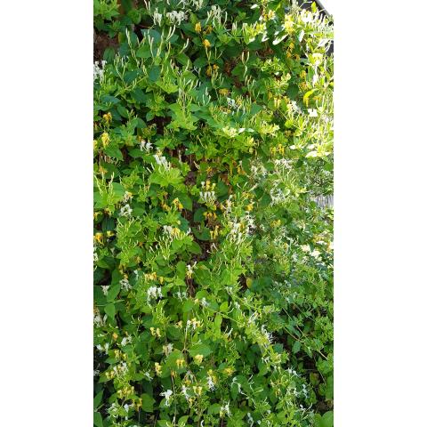 Chèvrefeuille du Japon Hall's Prolific - Lonicera japonica à fleurs ...