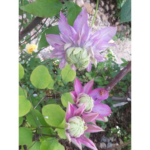 Clématite Kaiser (Empereur) - Clematis aux grandes fleurs rose vif