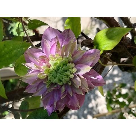Clématite Kaiser (Empereur) - Clematis aux grandes fleurs rose vif