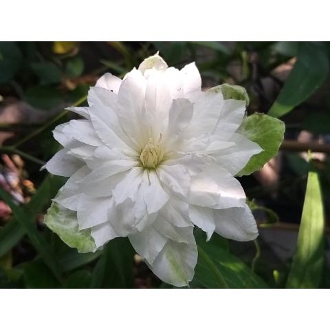 Clématite Maria Skłodowska Curie – Clematis à fleurs blanches chantilly
