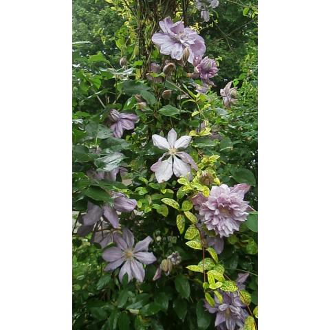 Clématite Proteus - Clematis précoce à grandes fleurs rose lilas