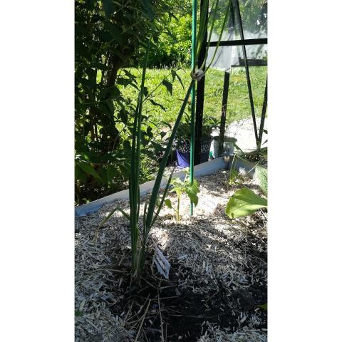 Oignon rocambole - légume perpétuel - Allium cepa proliferum