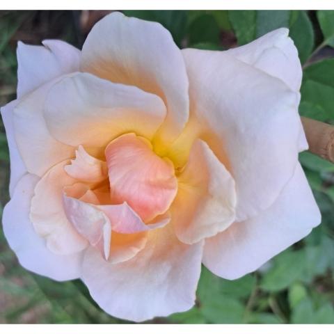 Rosa Paul Ricard Meinivoz - Rosier à grandes fleurs rose à jaune ambré ...