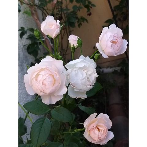 Rosa Desdemona® - Auskindling - Rose anglaise David Austin, exquis, à ...