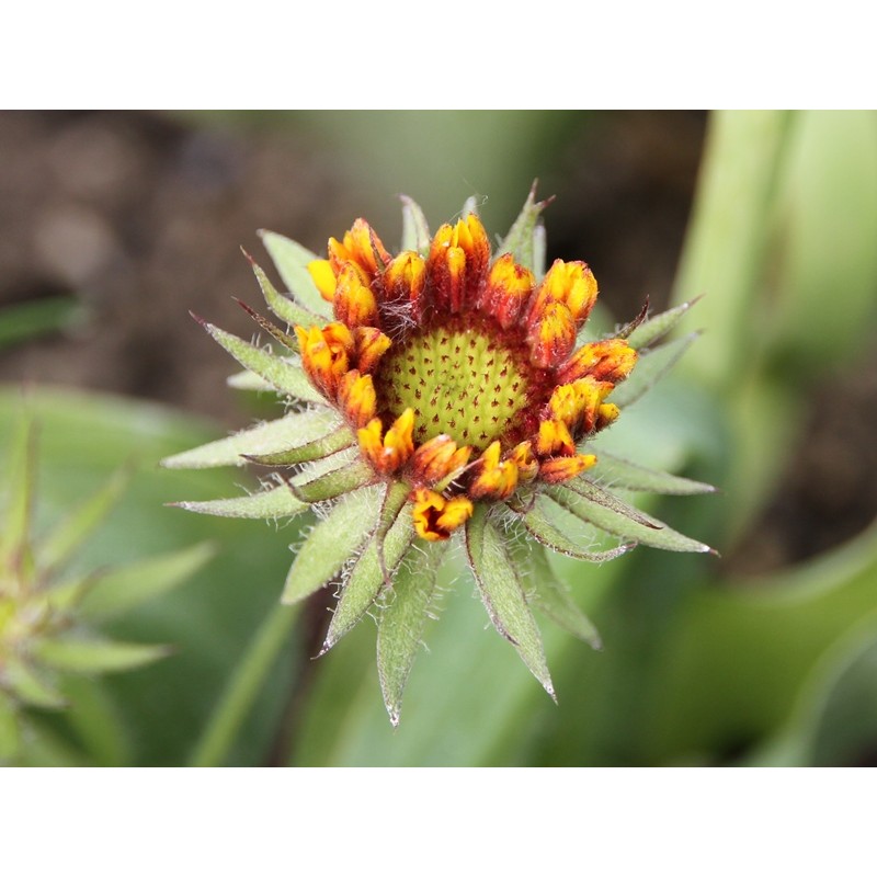 Gaillarde Kobold - Gaillardia (x) grandiflora - Vivace compacte à ...