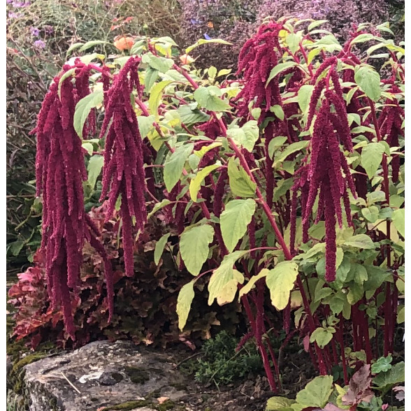 'Amaranthus Red Cascade - Queue de Renard rouge - Annuelle aux longues ...