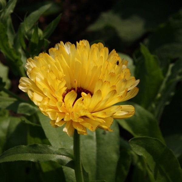 Graines De Soucis Fleurs