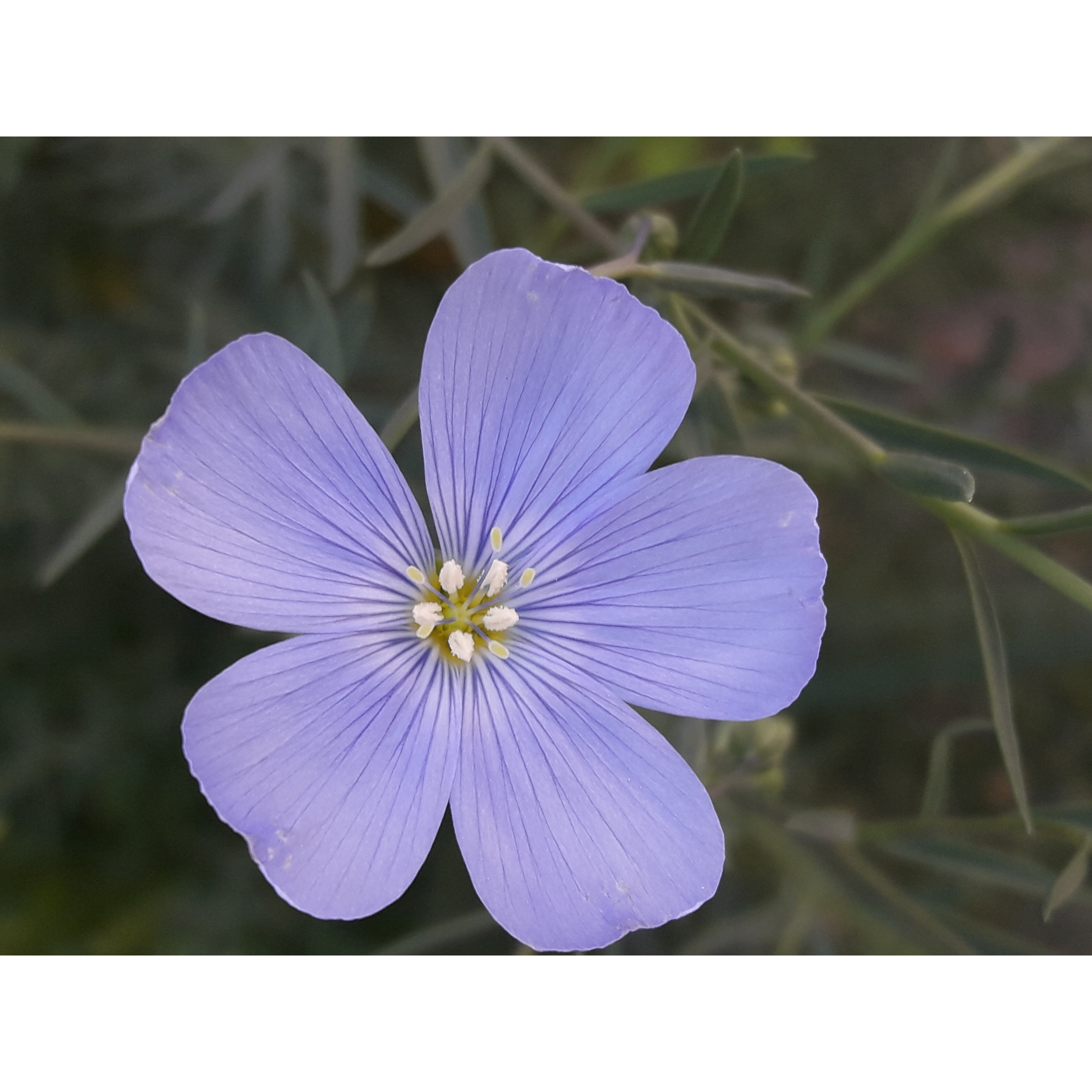 Linum grandiflorum Blue Dress - Plante annuelle bleu doux au c ur jaune.